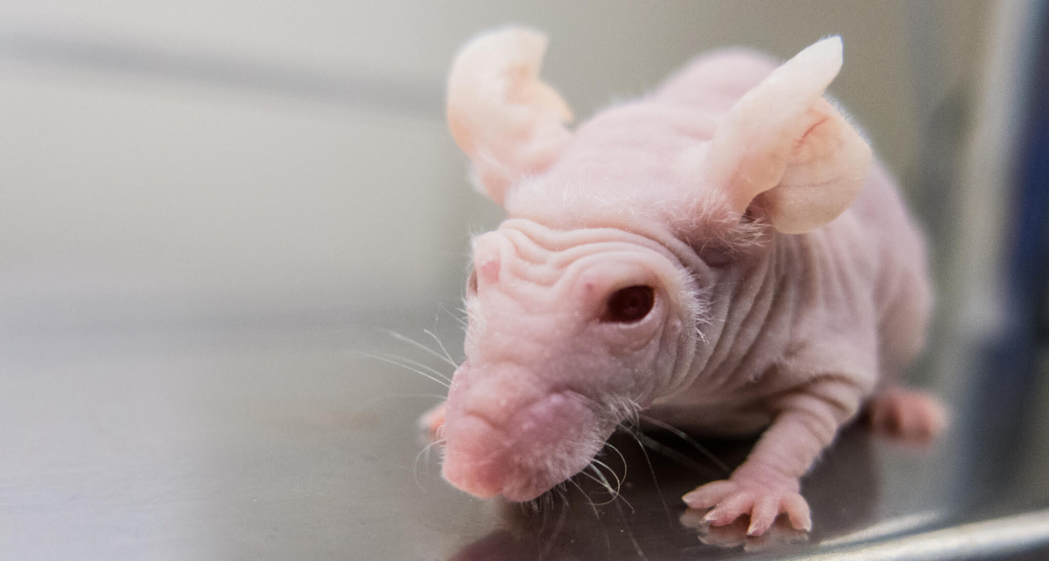 Brush Up: Humanized Mice: More than the Sum of Their Parts – Acubiosys